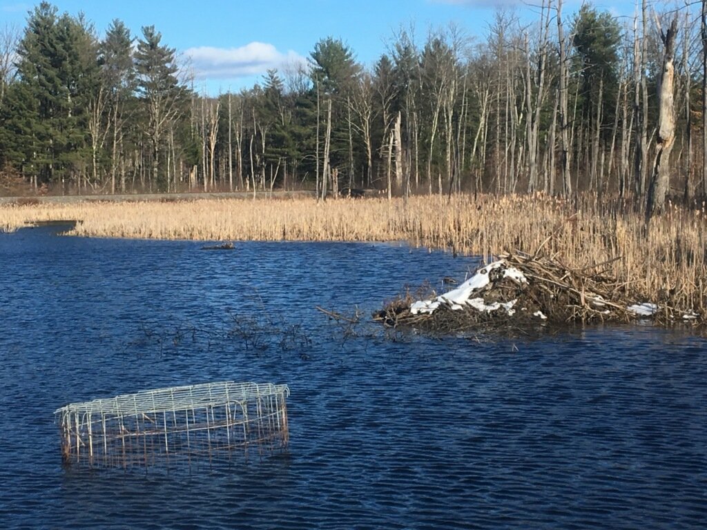 Beaver Institute | Rail-Trail-Lodge-and-Pond-Leveler-by-Ben-Goldfarb