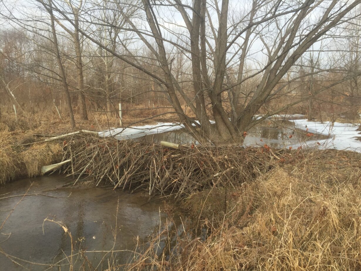 Beaver Institute | Why Give a DAMn? – Stream Restoration